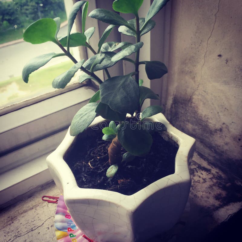 Little tree stock image. Image of lonely, little, plant - 80371581