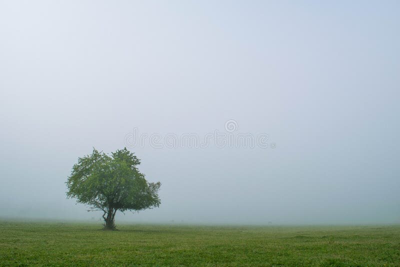 Little tree stock image. Image of park, foggy, tree, minimalistic ...