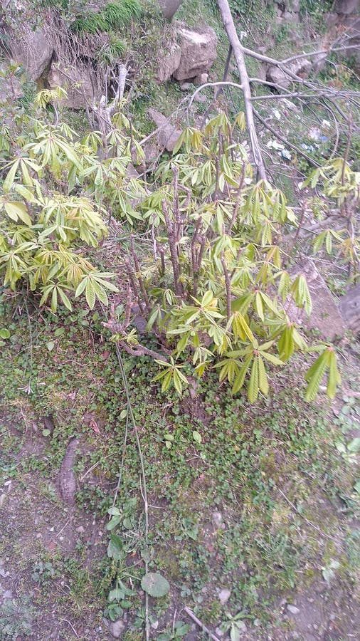 A Little Tree Neqr Narayan Temple Stock Photo - Image of tree, little ...
