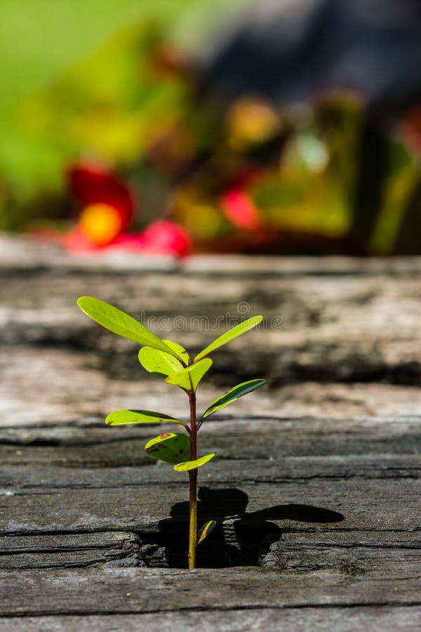 Little tree on orange pot stock image. Image of concept - 62665169