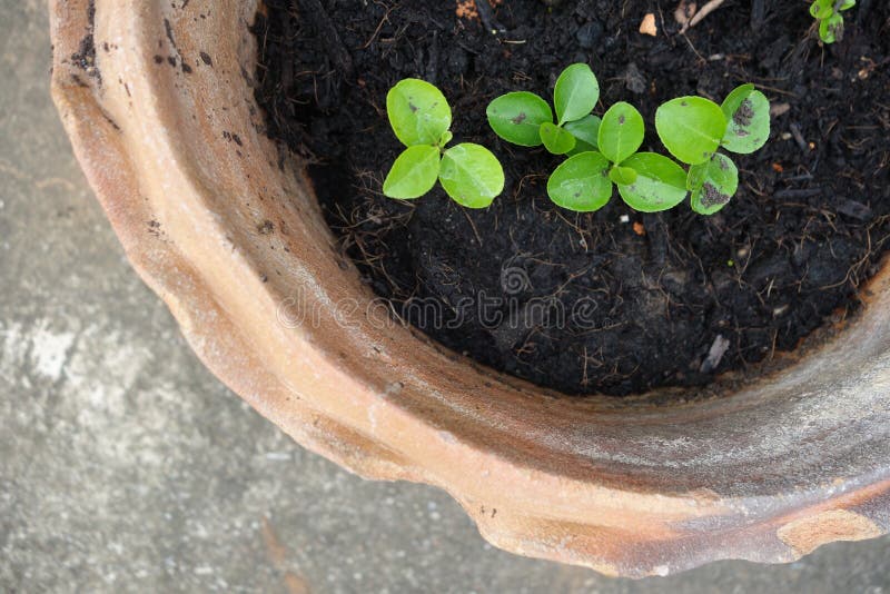 Little tree pot stock photo. Image of botany, isolated - 81966140