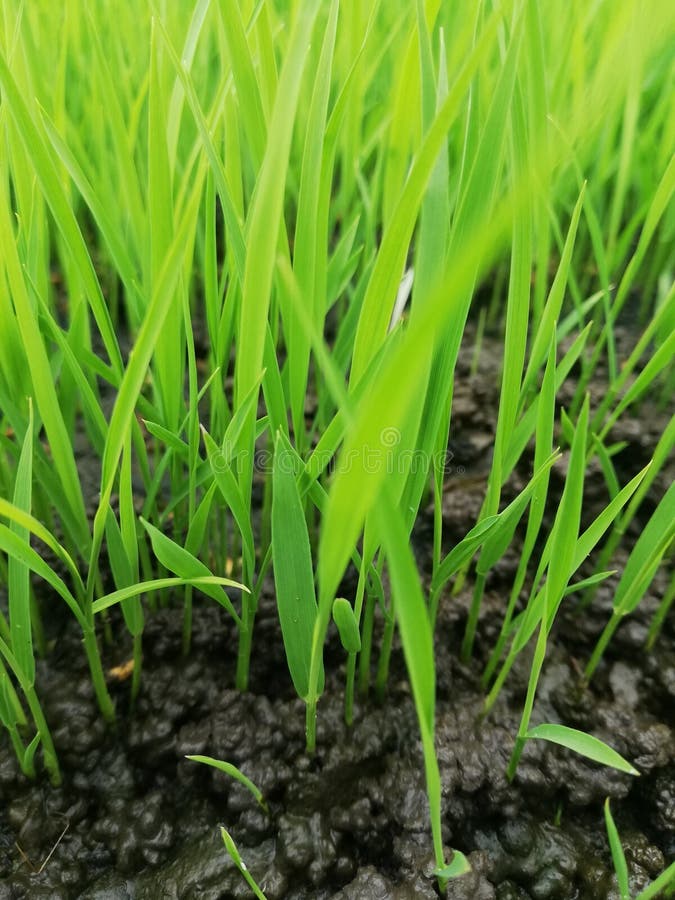 Little Tree Rice Ready To Plant at Wet Farm Stock Photo - Image of farm ...
