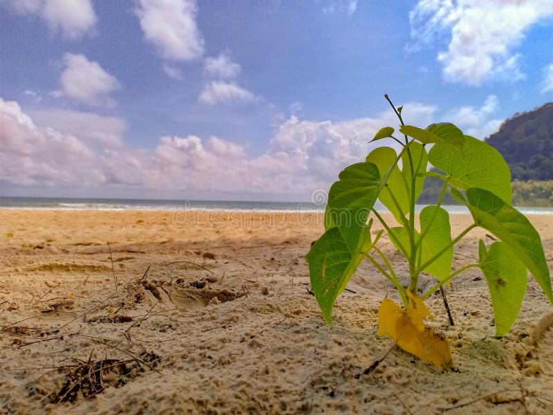 Little Tree on the Sand Beach Stock Photo - Image of beach, sand: 147276780
