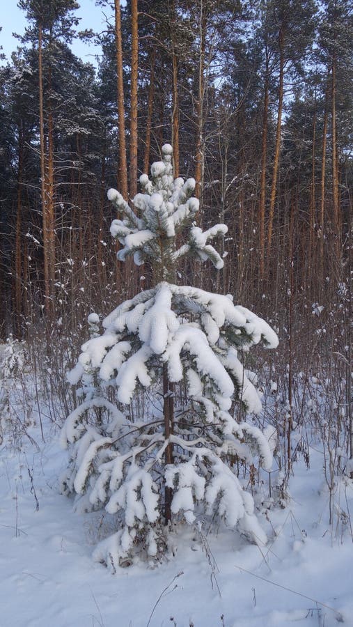 Spruce in the snow stock photo. Image of spruce, three - 111187112