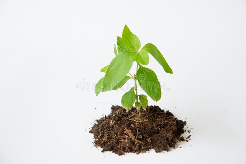 Little Tree with Soil Growing Stock Image - Image of nature, closeup ...