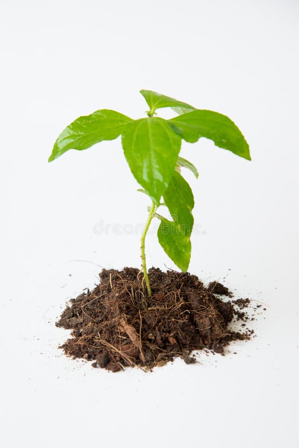 Little Tree with Soil Growing Stock Photo - Image of nature, heart ...