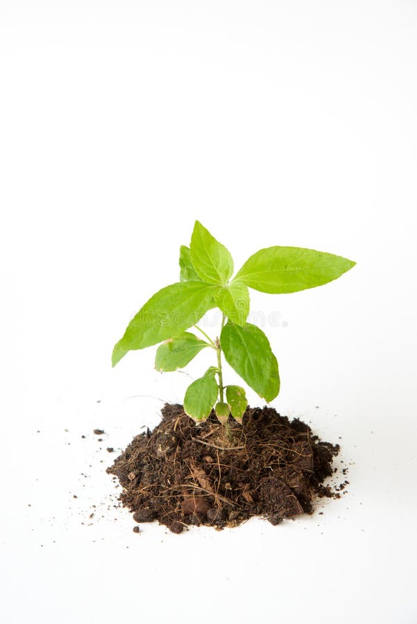 Little Tree with Soil Growing Stock Image - Image of green, leaf: 49077159