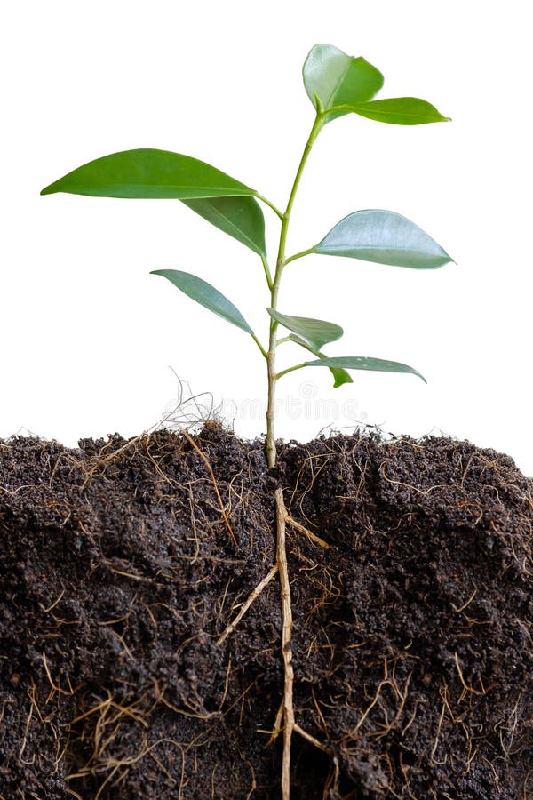 Little tree in soil stock photo. Image of root, begins - 164353770