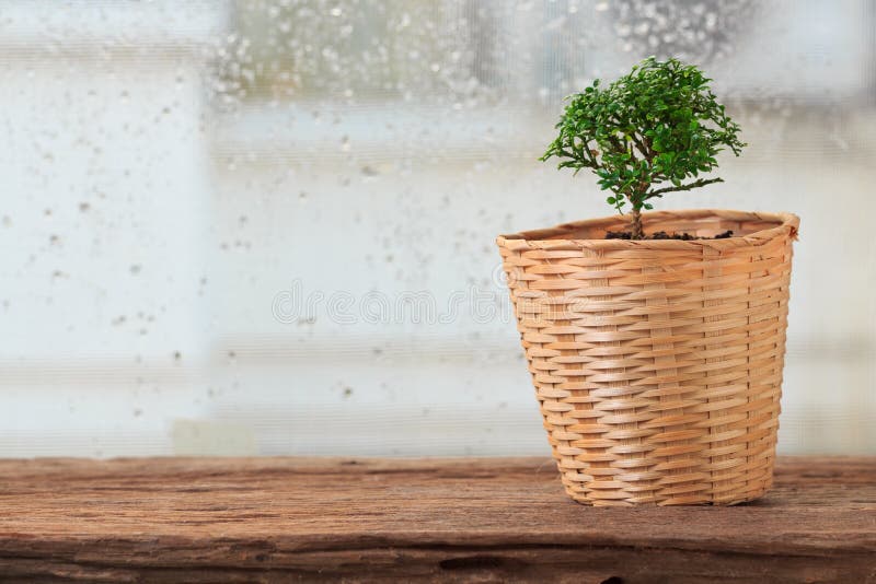 Little tree with space stock image. Image of rain, drop - 51003579