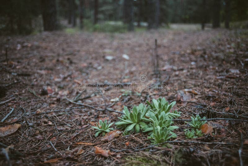Little Tree Starts Its Life Stock Photo - Image of blossom, bright ...