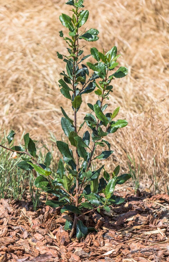 Little tree stock image. Image of blue, natural, horizon - 93817243