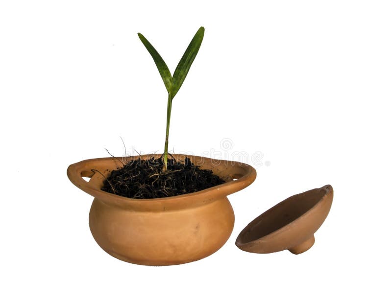 Little Tree in Thai Pottery Stock Image - Image of grow, clay: 41792067