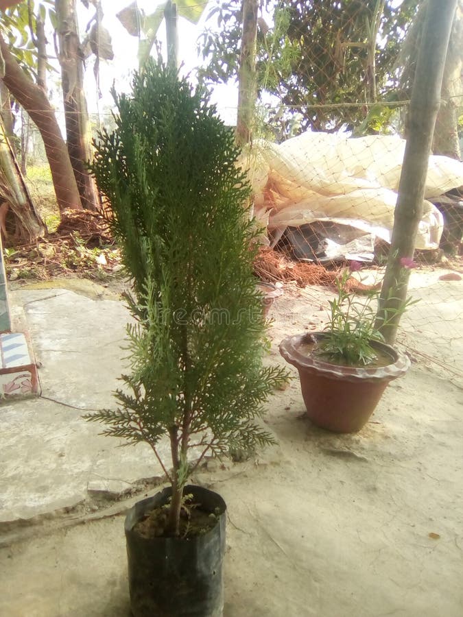 Little tree stock image. Image of vary, tree, good, little - 135203133