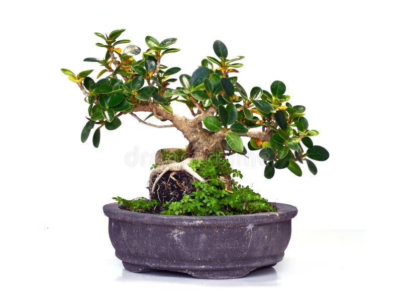 Little tree stock photo. Image of green, grown, nature - 34312304