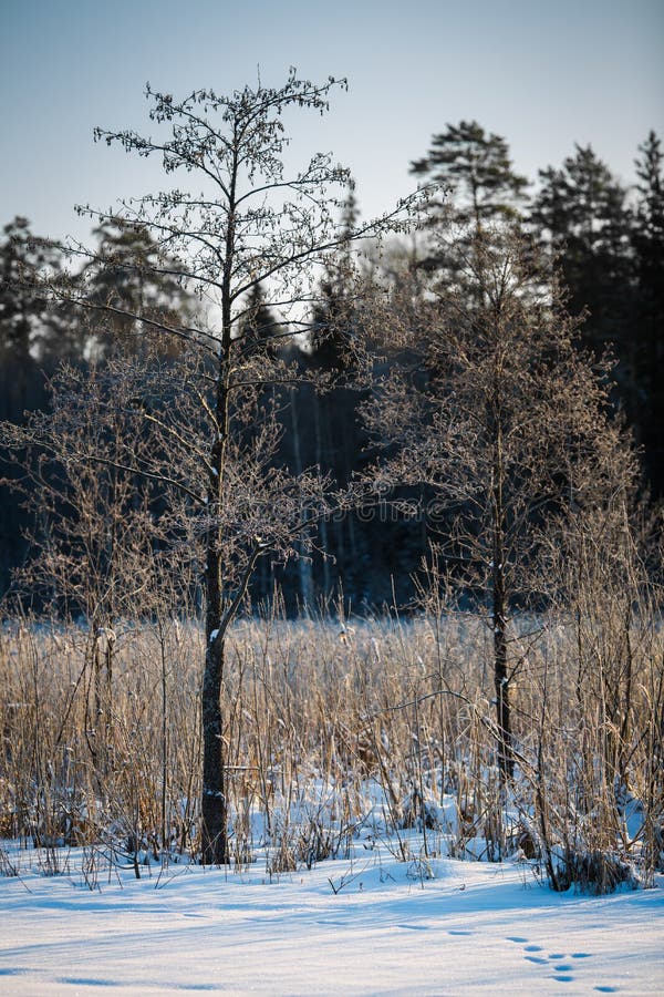 Little Trees and Forest Edge Stock Photo - Image of countryside, snow ...
