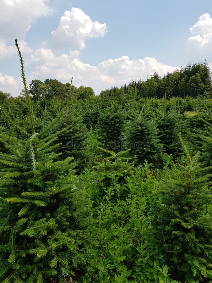 Little Trees Forest Summer Amazing Stock Photo - Image of trees ...