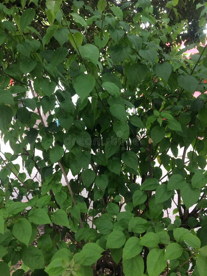 Little trees stock image. Image of trees, little, green - 270417593