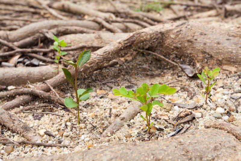 Little trees grow stock photo. Image of outdoor, growing - 26575442