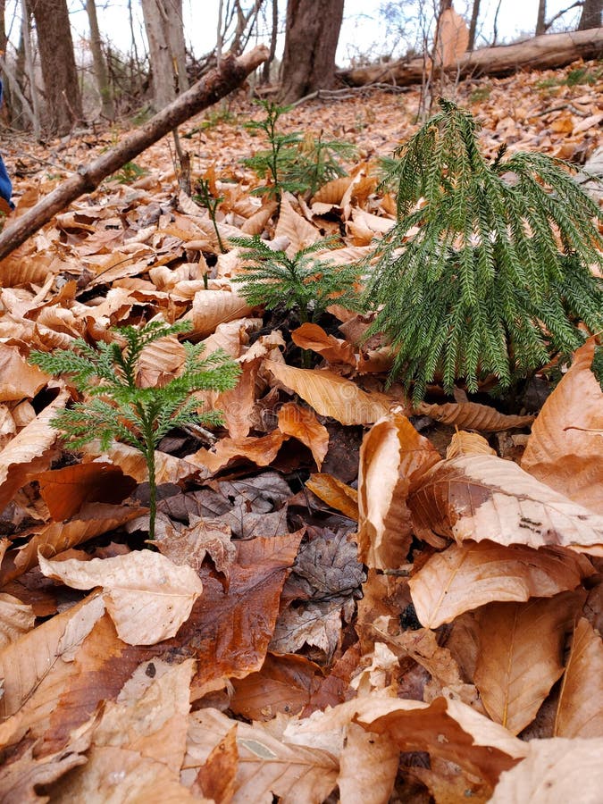 Little Fir Trees and Christmas Decorations in Room with Fireplace ...