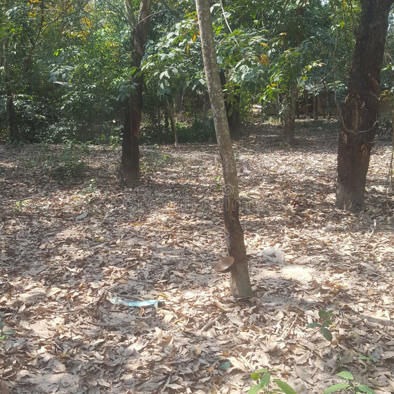 3 little trees stock image. Image of walking, little - 138011899