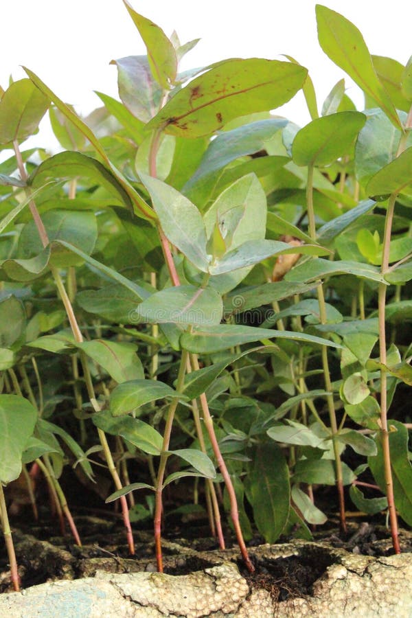 Little trees stock photo. Image of homegrown, crop, gardening - 35308004