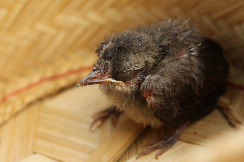 A little tried bird. stock image. Image of bird, inspiration - 84464343