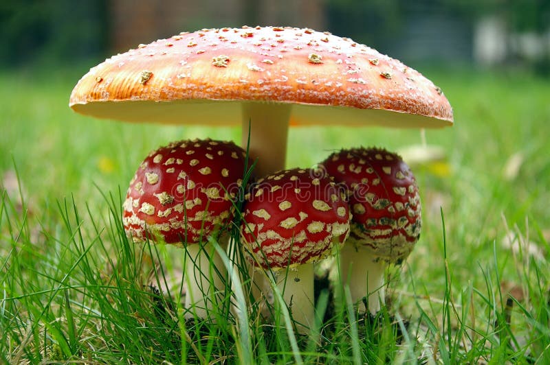 Little Triplet Toadstools stock photo. Image of natural - 3351360