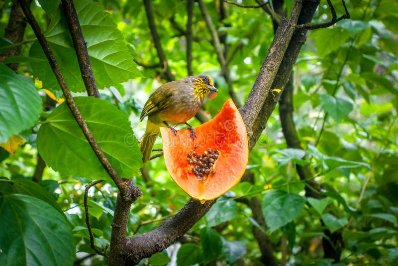 Little Tropical Bird Eating a Fruit Stock Image - Image of yellow ...