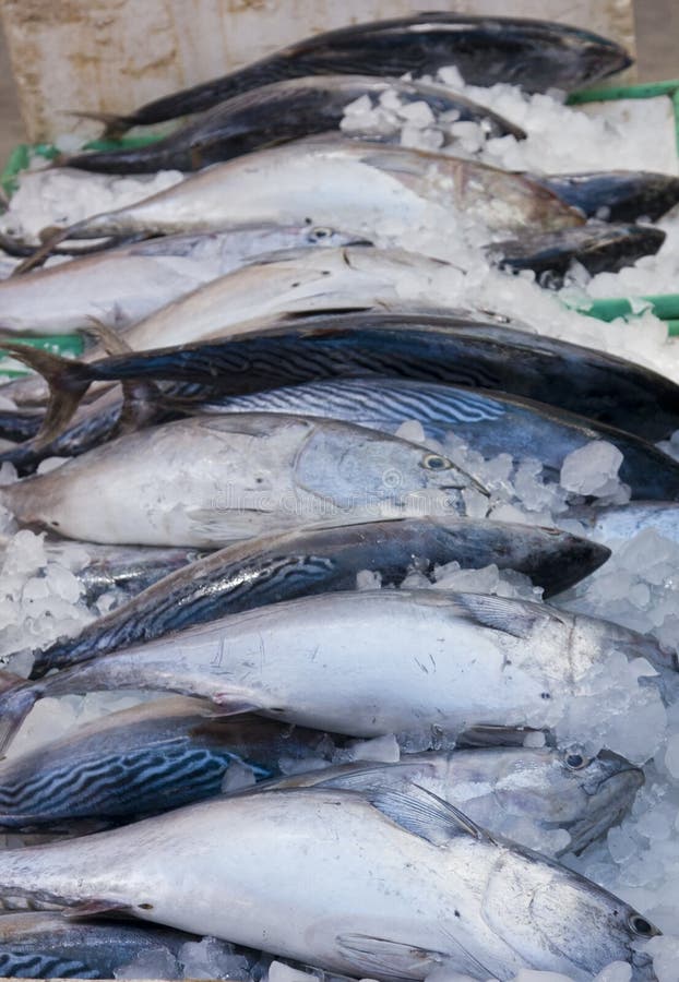 Little Tunny Catch Tuna Fish Seafood Stock Image - Image of freshness ...