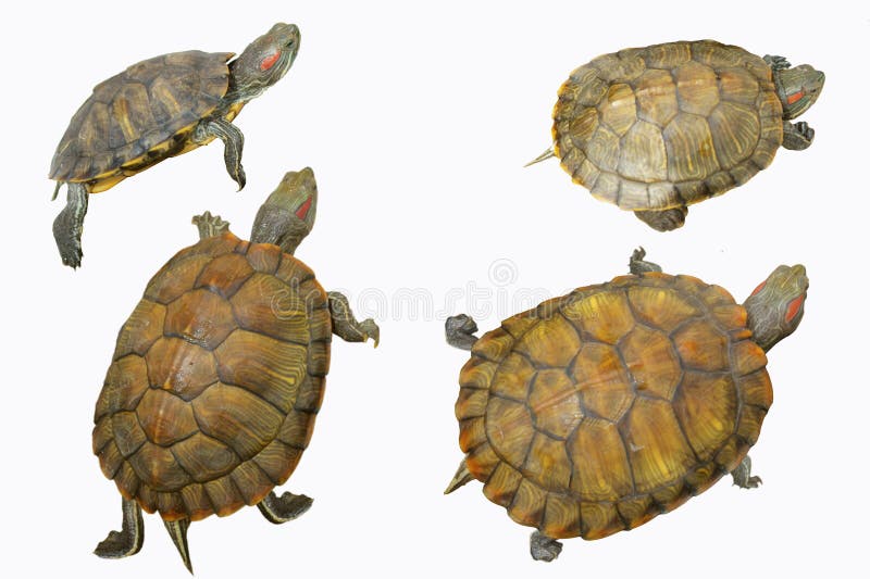 Turtle Top View, Carapace, Crawling, Sketch, Vector Stock Vector ...