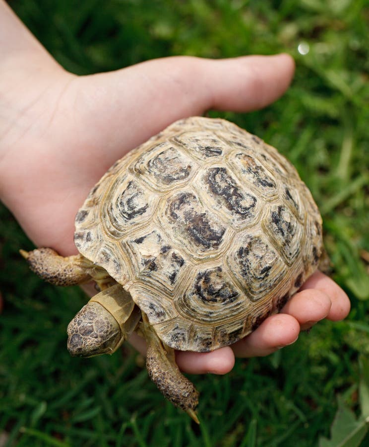 The little turtle stock photo. Image of care, armor, turtle - 24664160