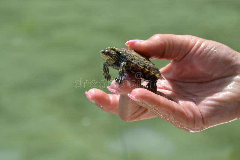 Little turtle in the arm stock image. Image of amphibians - 52435033