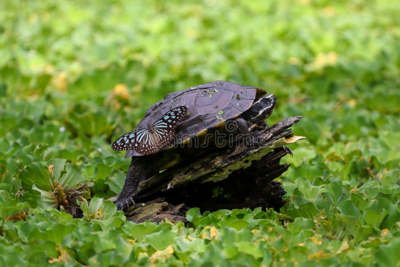 Little Turtle and Butterfly Stock Photo - Image of wildlife, little ...