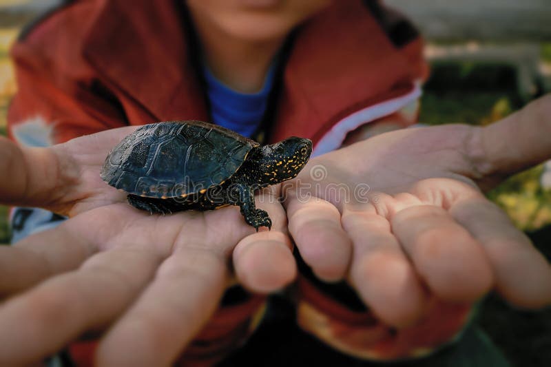 Little Turtle on Children S Hands Stock Image - Image of leatherback ...