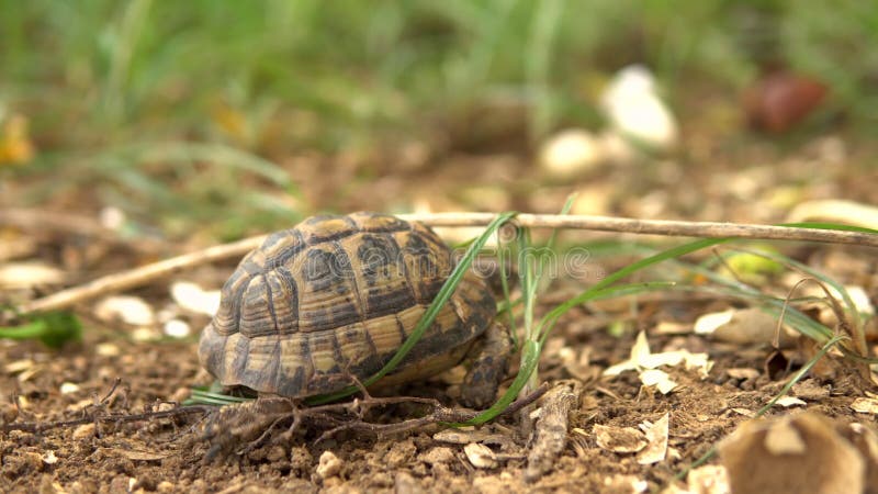 The Little Turtle is Crawling. Wild Nature. the Turtle is Slowly ...