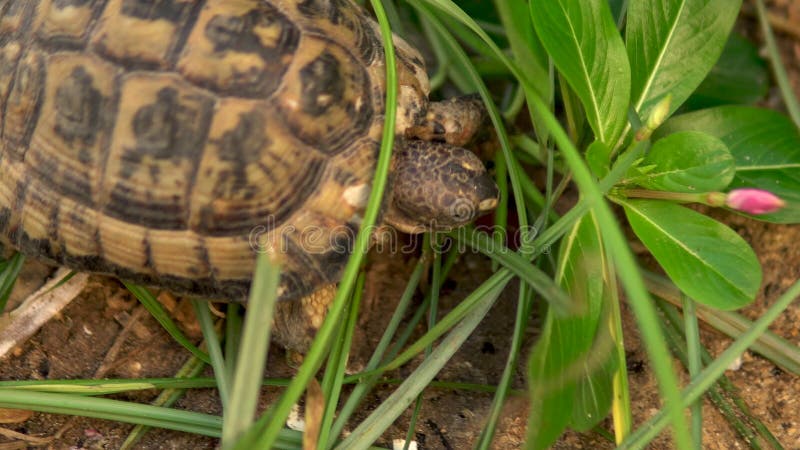 The Little Turtle is Crawling. Wild Nature. the Turtle is Slowly ...