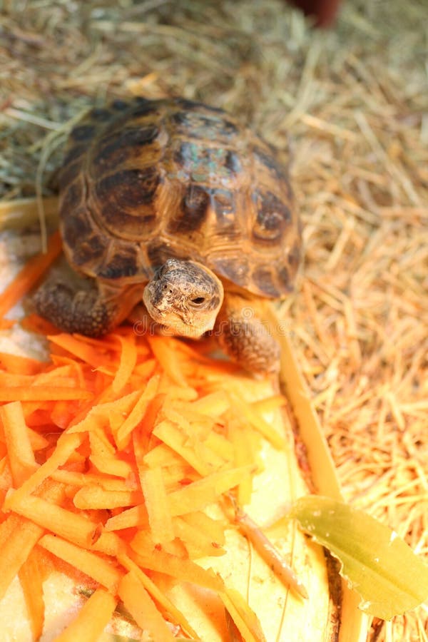 Little turtle stock photo. Image of reptile, carrot, armor - 74864826