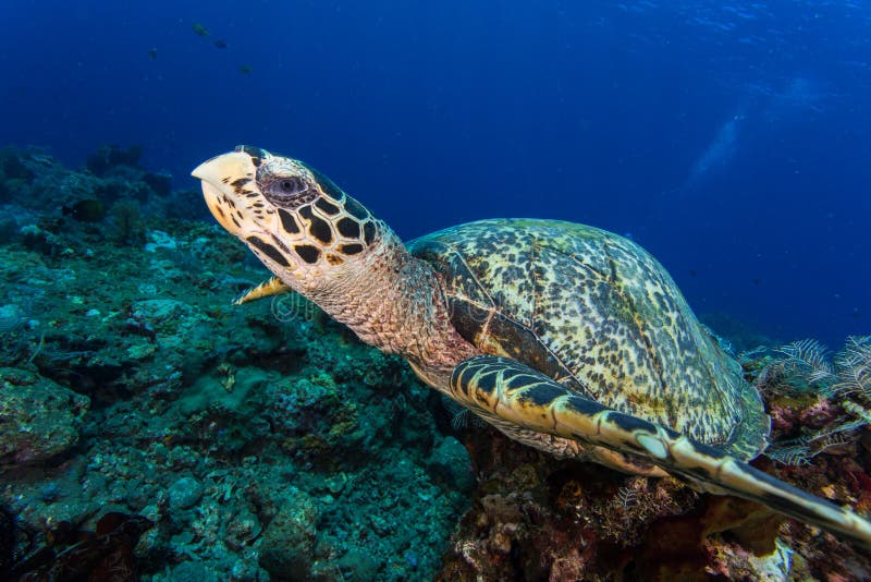 Green Sea Turtle Close Up Face In Clear Blue Ocean Stock Photo - Image ...