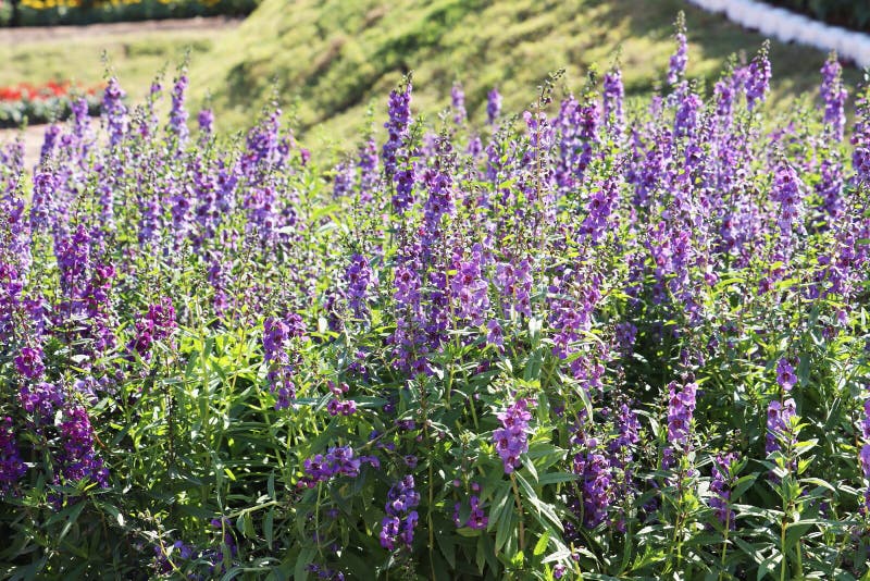Little Turtle Flower in Garden Stock Image - Image of decorative ...