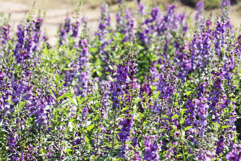 Little Turtle Flower in Garden Stock Image - Image of colorful, tree ...