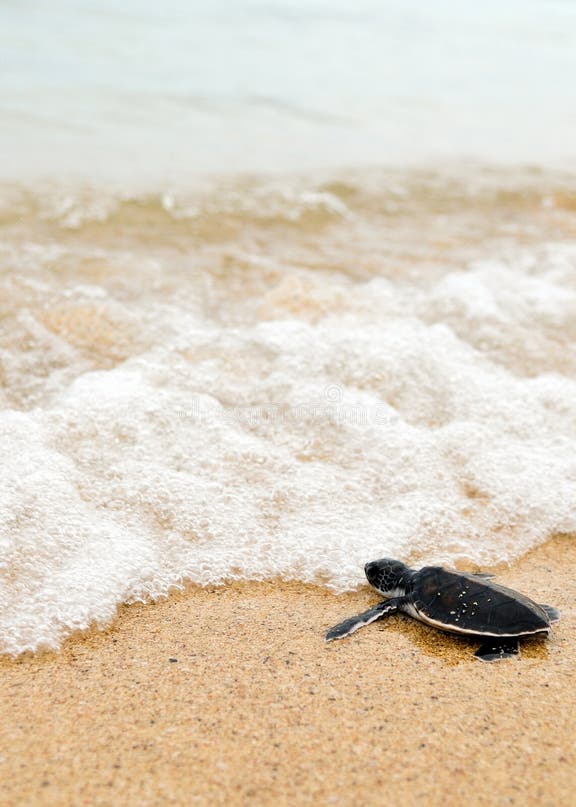 Little turtle go oceans stock photo. Image of birth, reptile - 30197884