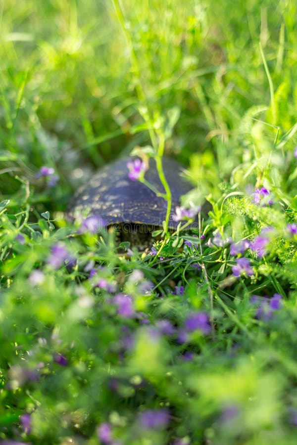 Little Turtle in the Green Grass with Flower. Vertical Image Stock ...