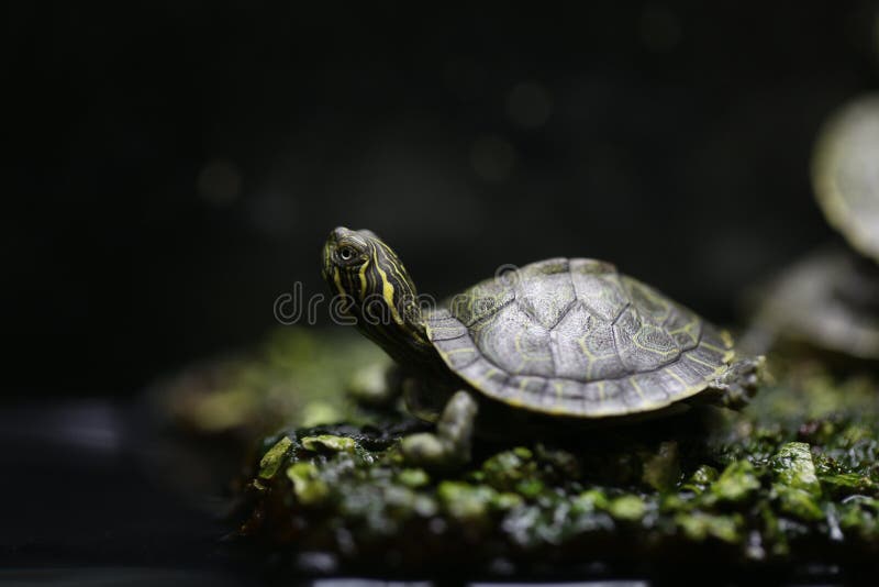 Little Turtle - Green and Yellow (pseudemys) Stock Image - Image of ...