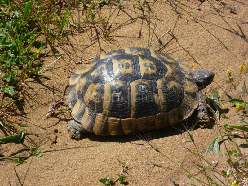 Little turtle stock photo. Image of wildlife, asia, little - 94161666