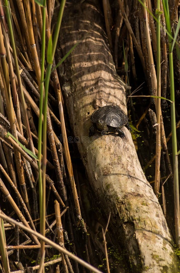 Little turtle stock image. Image of garden, river, lake - 54675203
