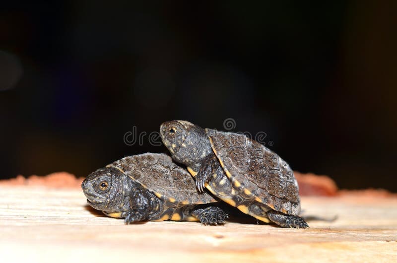 Little turtle stock image. Image of animals, turtle, springtime - 70096735
