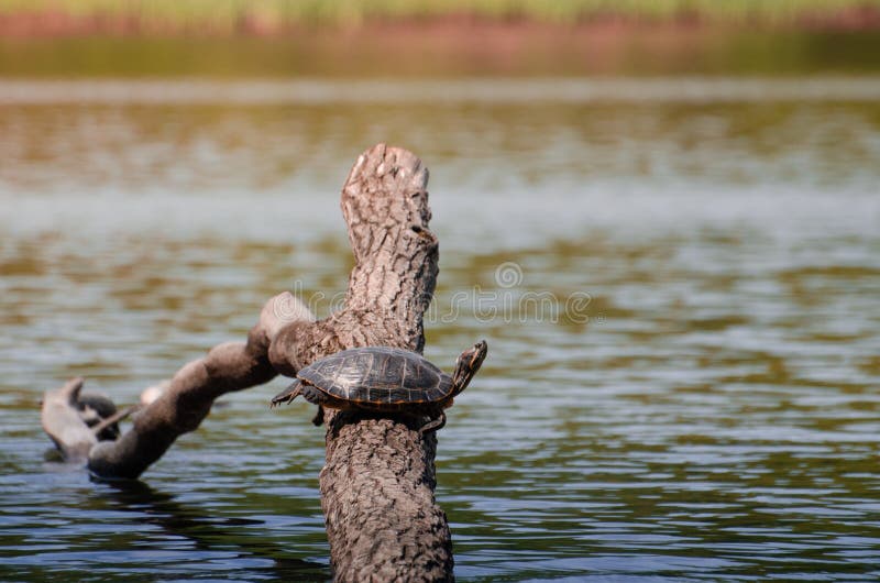 Little Turtle Sitting on a Tree Branch in the Middle of the Lake Stock ...