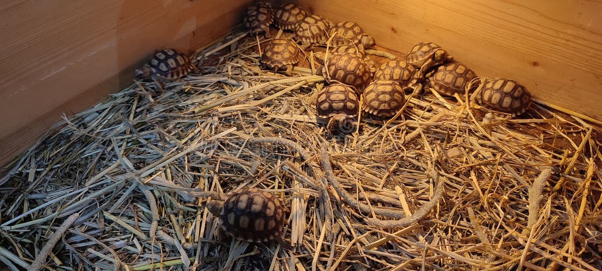 Little Box Turtle Stock Photos - Free & Royalty-Free Stock Photos from ...