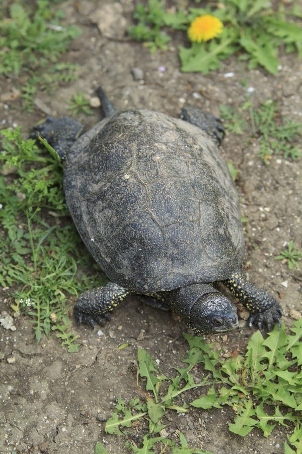 Little turtle stock photo. Image of amphibian, wild, terrestrial - 59776806