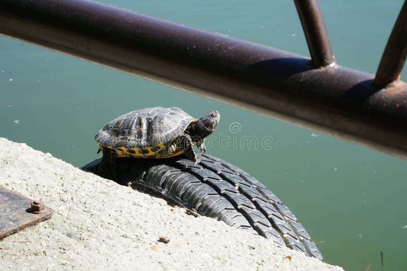 Little Turtle on a Tire, in the Sun Stock Photo - Image of tortoise ...
